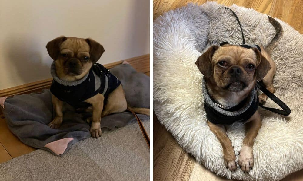 Zwischen Autos nach Essen gesucht: Mops-Mix Samy wurde herzlos ...