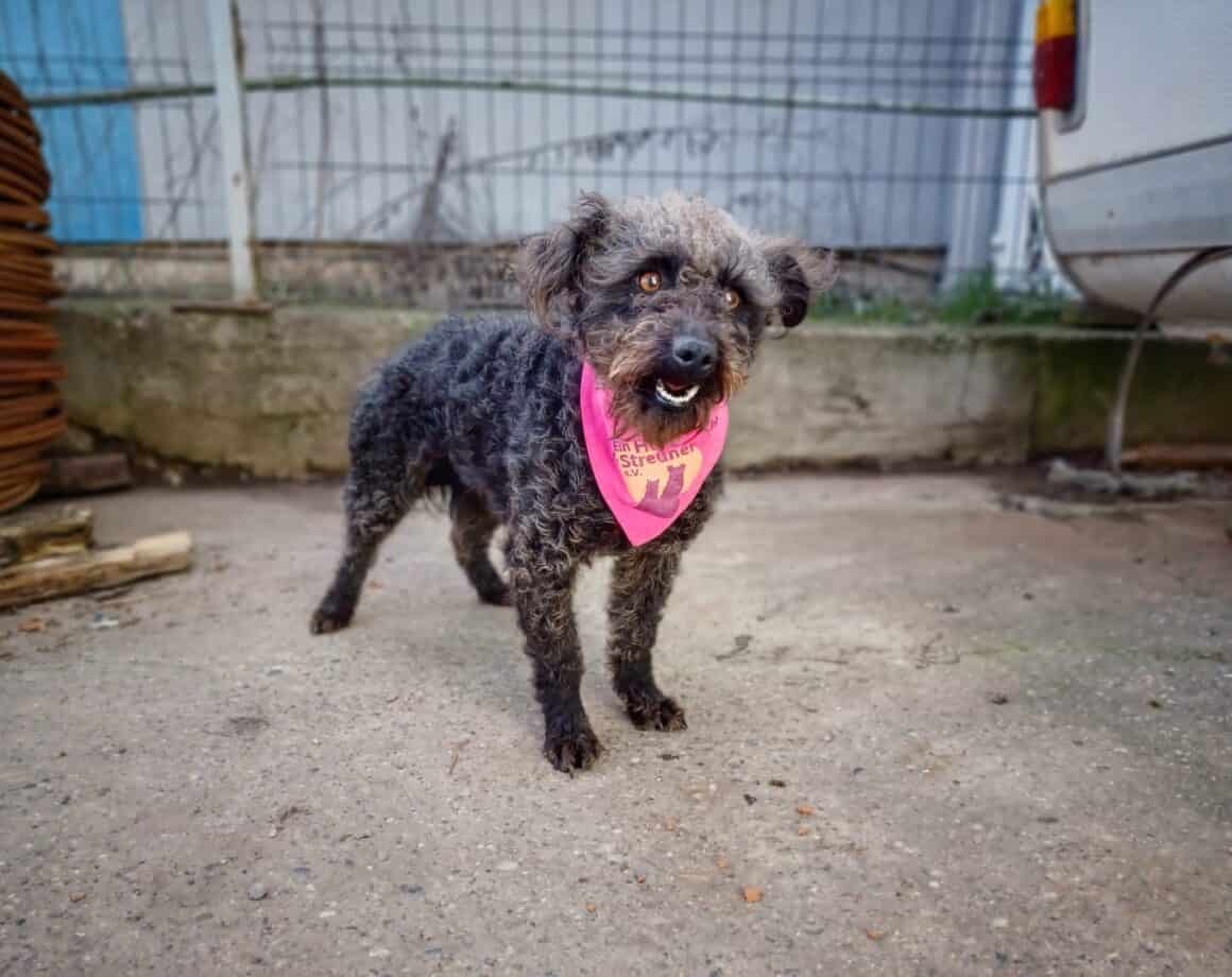 “Lesy” überlebte knapp in den Bergen Rumäniens - Wer schenkt der ...