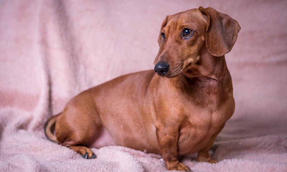 Dackel alleine lassen: Das solltest du beachten!