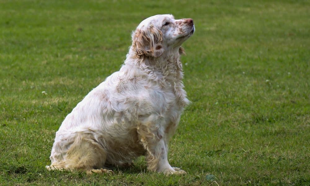 25 Englische Jagdhunde Rassen (Mit Bildern & Infos)