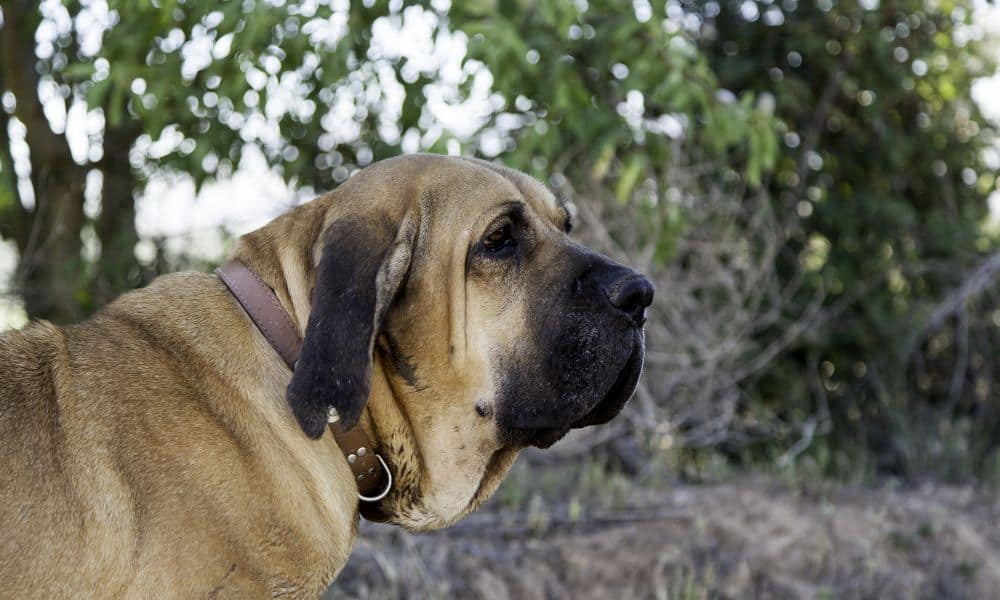 Fila Brasileiro im Rassenporträt: Alles über die Hunderasse