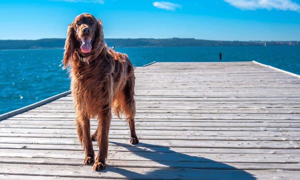Irish Red Setter im Rassenporträt (mit Bildern & Infos)
