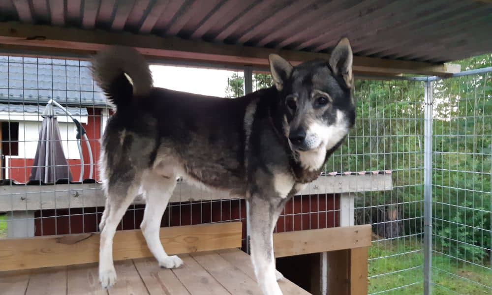 Jämthund im Rassenporträt (mit Bildern und Informationen)