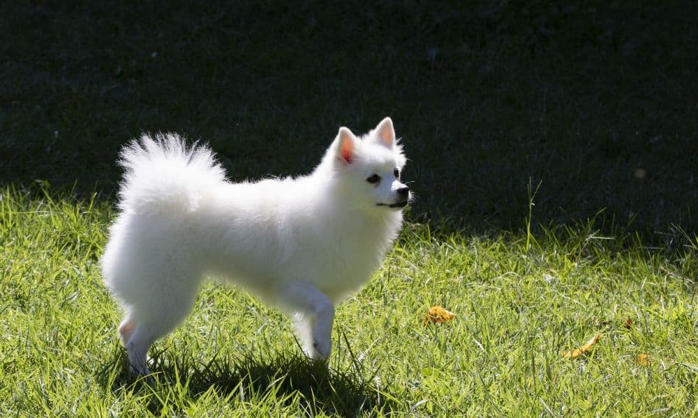 Japan Spitz im Rassen-Porträt (Mit Bildern & Infos)