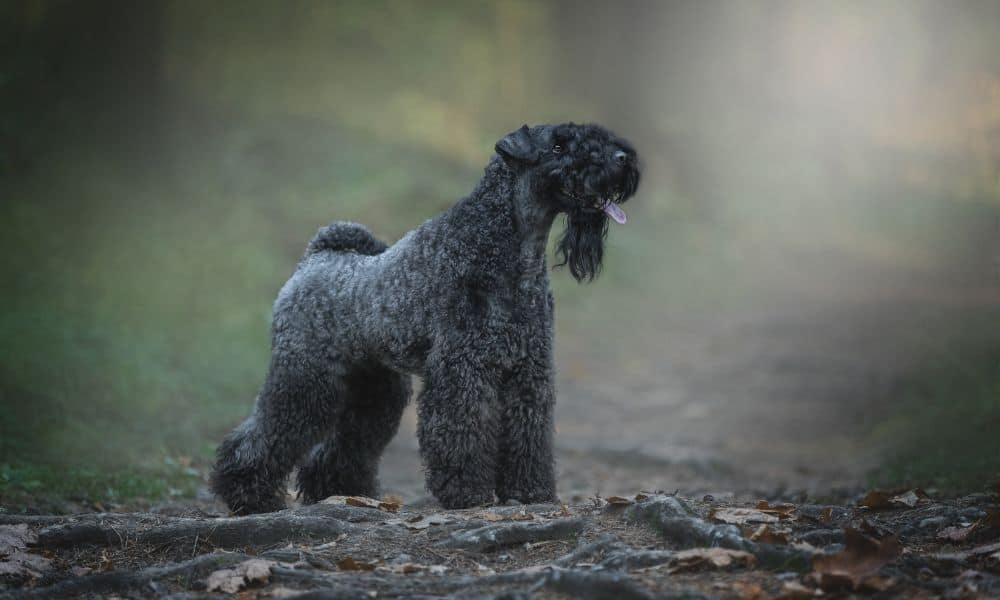 Kerry Blue Terrier im Rassenporträt (mit Bildern und Infos)