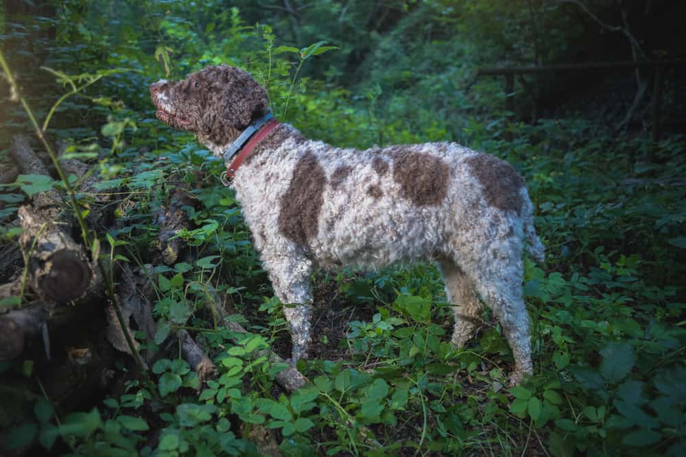 Lagotto Romagnolo im Rassenporträt (mit Bildern und Infos)