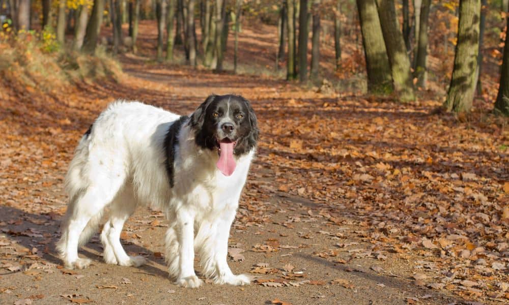 Landseer im Rassen-Porträt (Mit Bildern & Informationen)