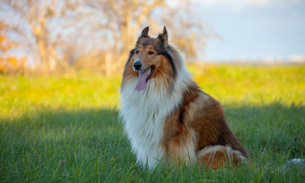 Langhaarcollie im Rassenporträt (mit Bildern und Infos)