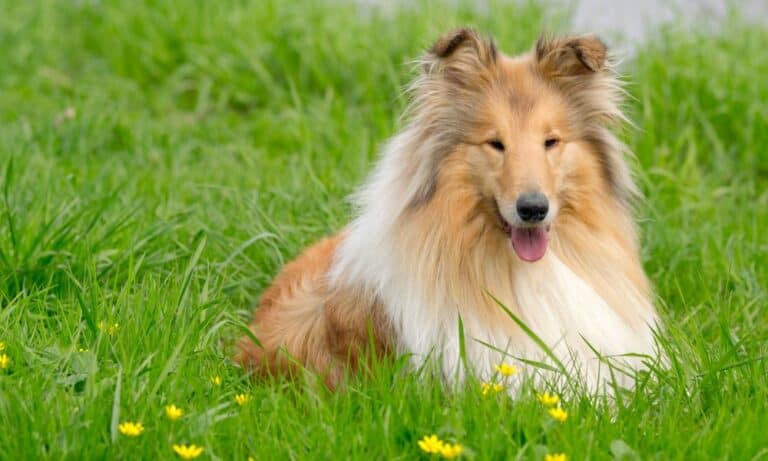 Langhaarcollie im Rassenporträt (mit Bildern und Infos)