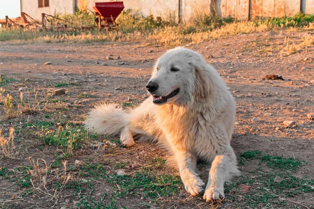 Maremmen-Abruzzen-Schäferhund im Rassenporträt (+ Bilder)