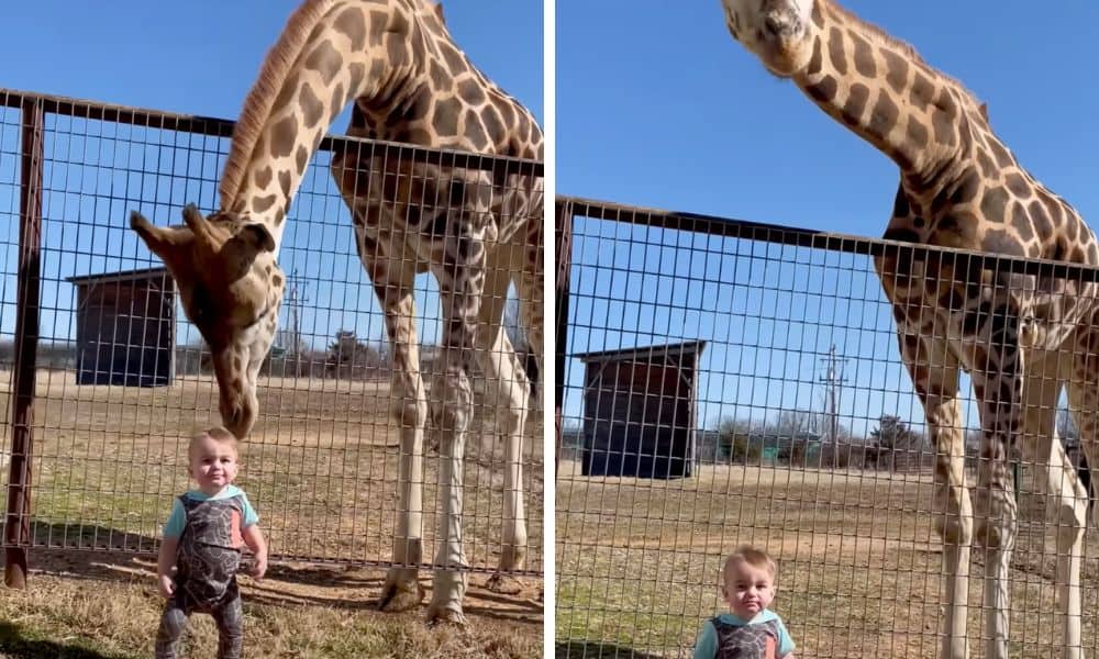 Unglaubliches Video: Als diese Giraffe ein kleines Kind sieht, kann sie ...
