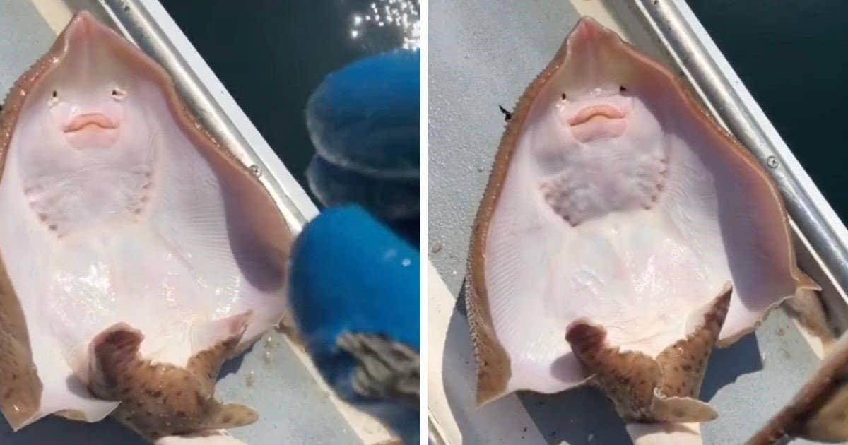 Video wird Millionenfach geklickt, weil Rochen “lächelt” - doch es gibt ...