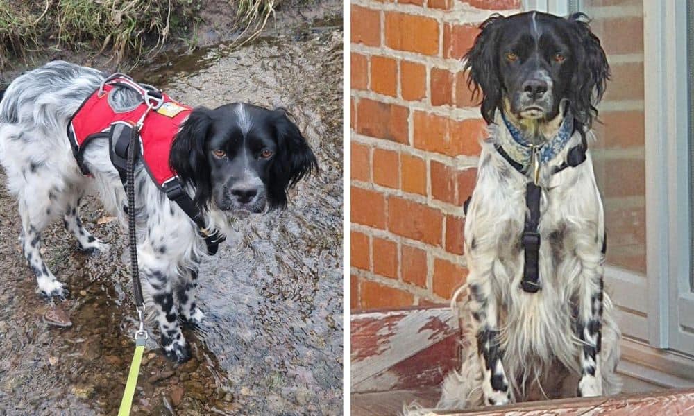 Von Jäger im Zwinger gehalten und nicht gut behandelt - Wer gibt ...