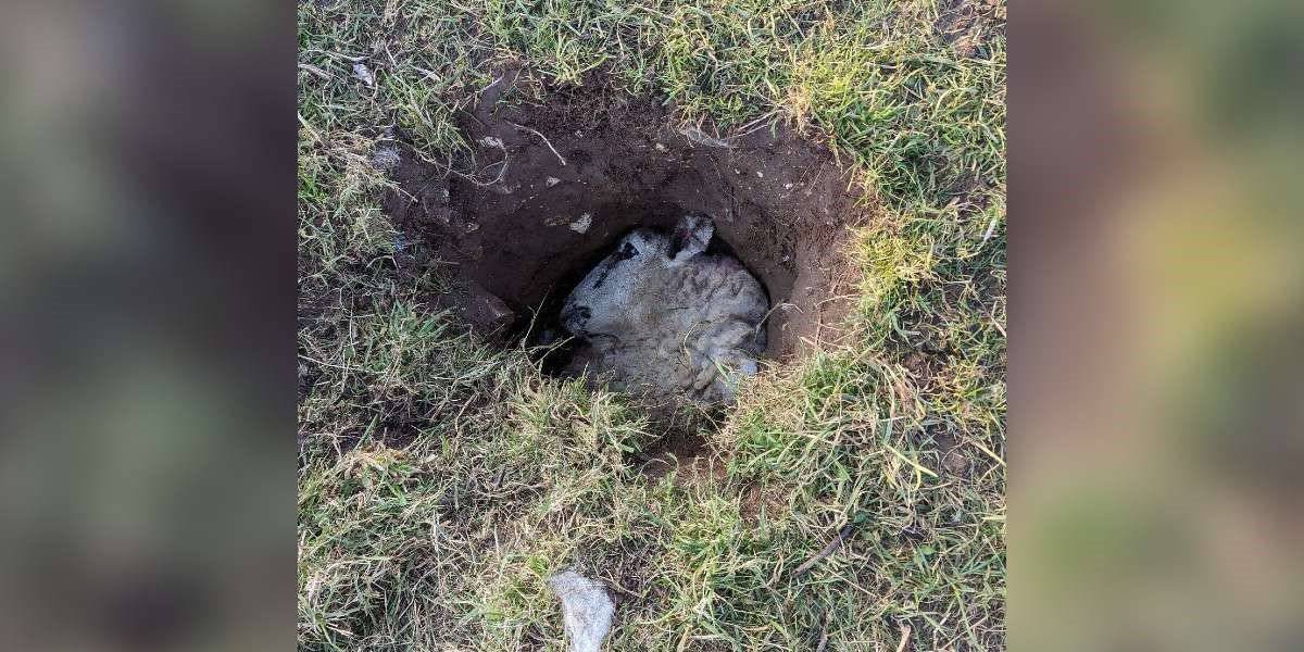 Wanderer bemerkt Loch im Boden - er kann nicht fassen, welches Tier ...