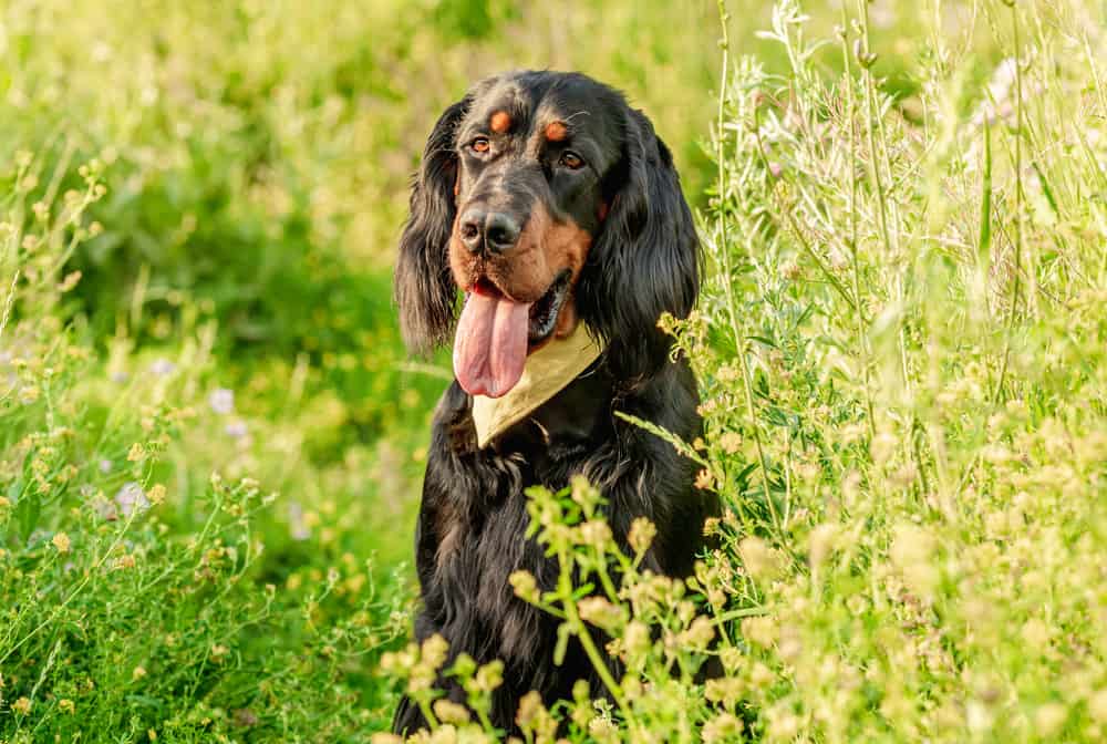 Gordon Setter im Rassenporträt: Charakter, Wesen, Haltung