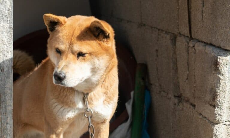 Korea Jindo Dog im Rassenporträt (mit Bildern und Infos)