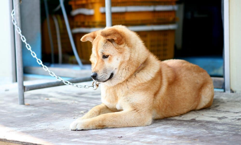 Korea Jindo Dog im Rassenporträt (mit Bildern und Infos)