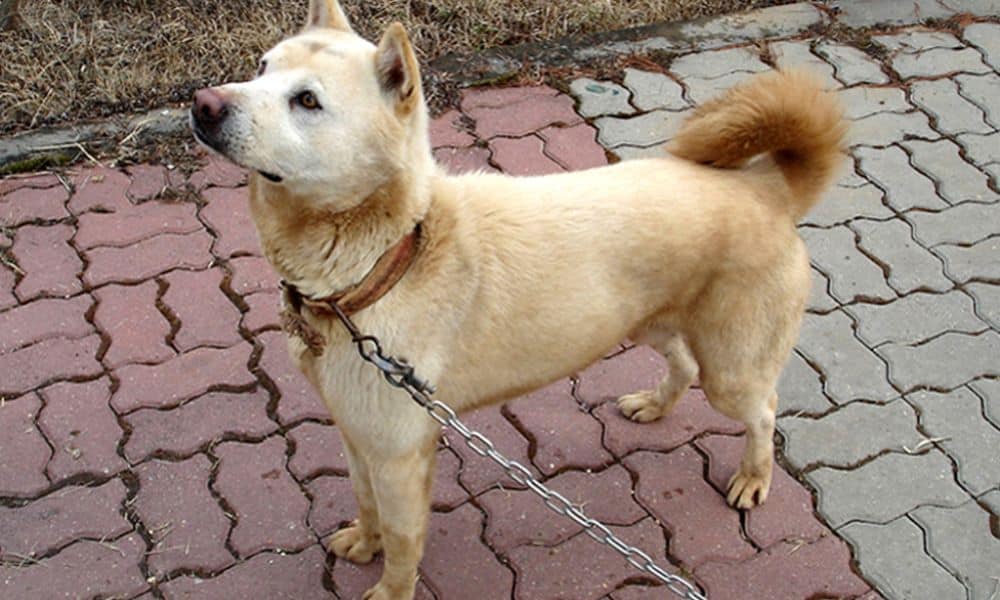 Korea Jindo Dog im Rassenporträt (mit Bildern und Infos)