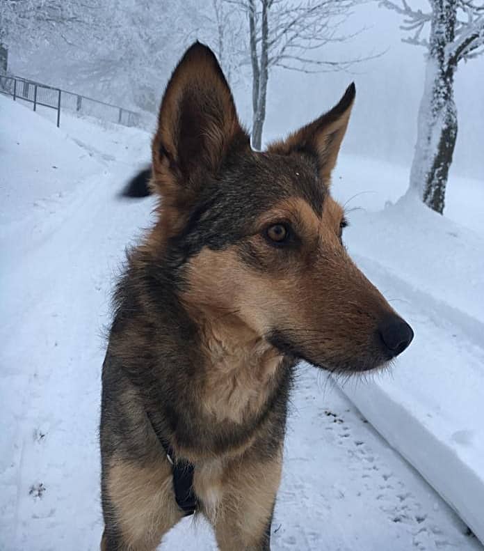 Wunderschöner Schäferhund-Mix “Vito” sucht liebevolle Familie - Wer ...