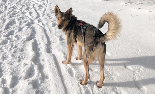 Wunderschöner Schäferhund-Mix “Vito” sucht liebevolle Familie - Wer ...