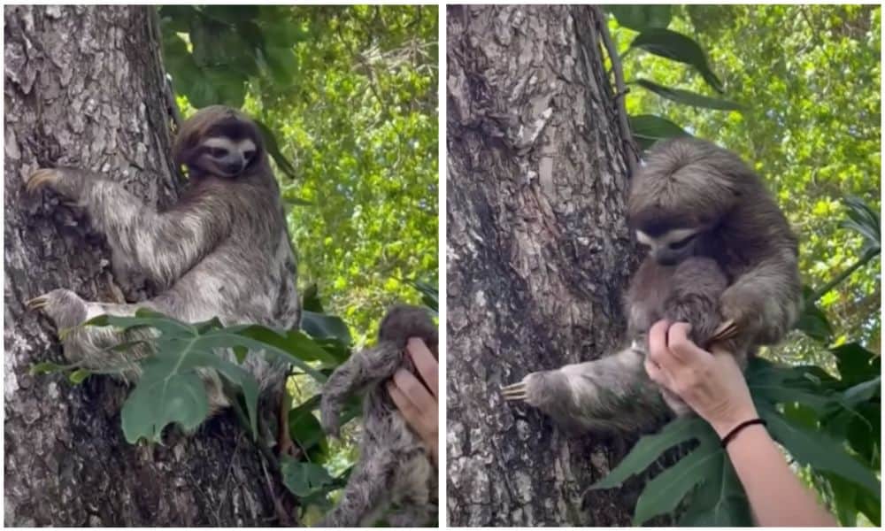 Faultier-Mama schließt ihr verlorenes Baby wieder in die Arme - Ihre ...