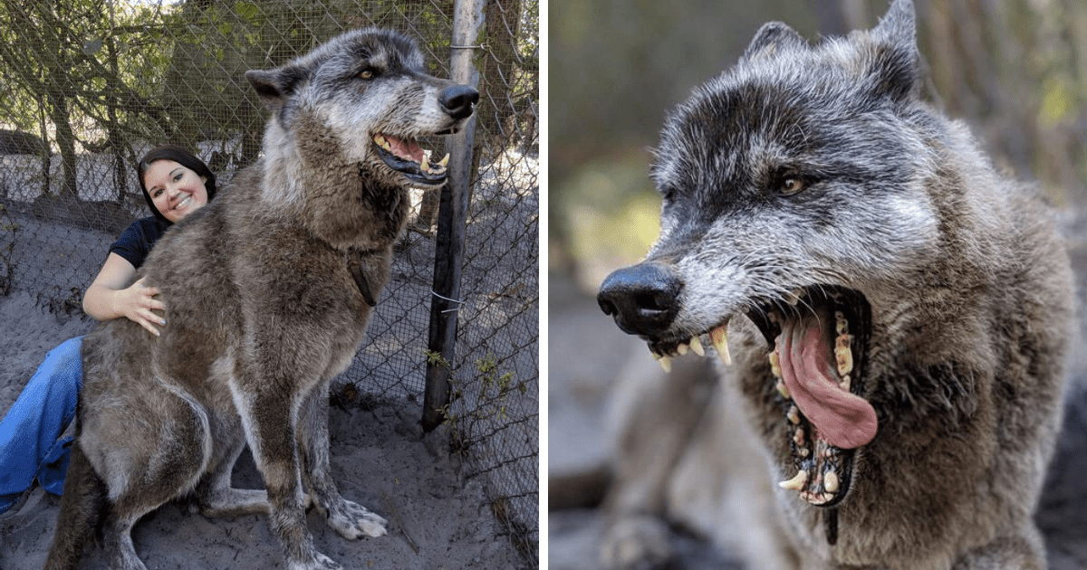 “Frauenheld”: Darum lässt sich dieser furchteinflößende Wolf nur von ...