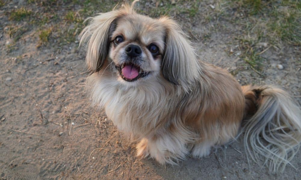 Pekinese im Rassen-Porträt (Mit Bildern & Informationen)