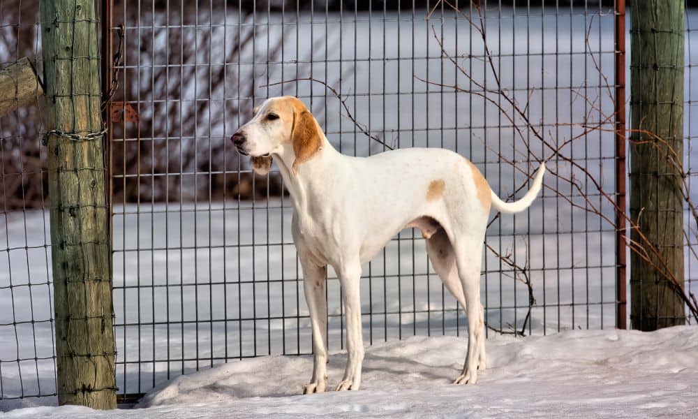 Alle 19 Mastiff-Arten & Rassen im Überblick (mit Bildern)
