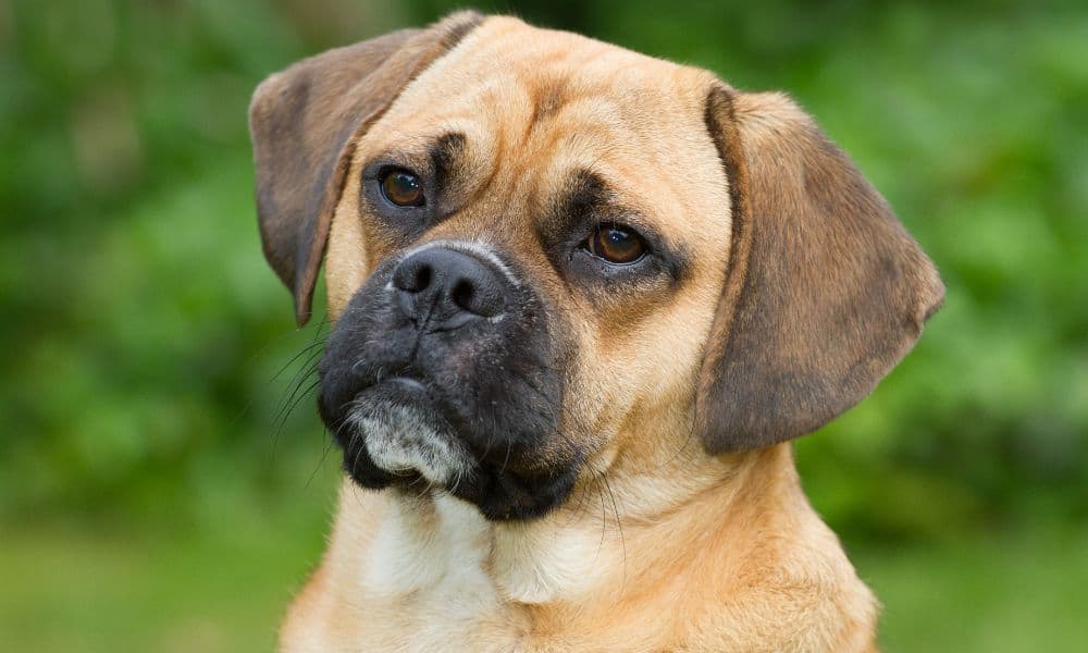 Puggle im Rassen-Porträt (Mit Bildern & Informationen)