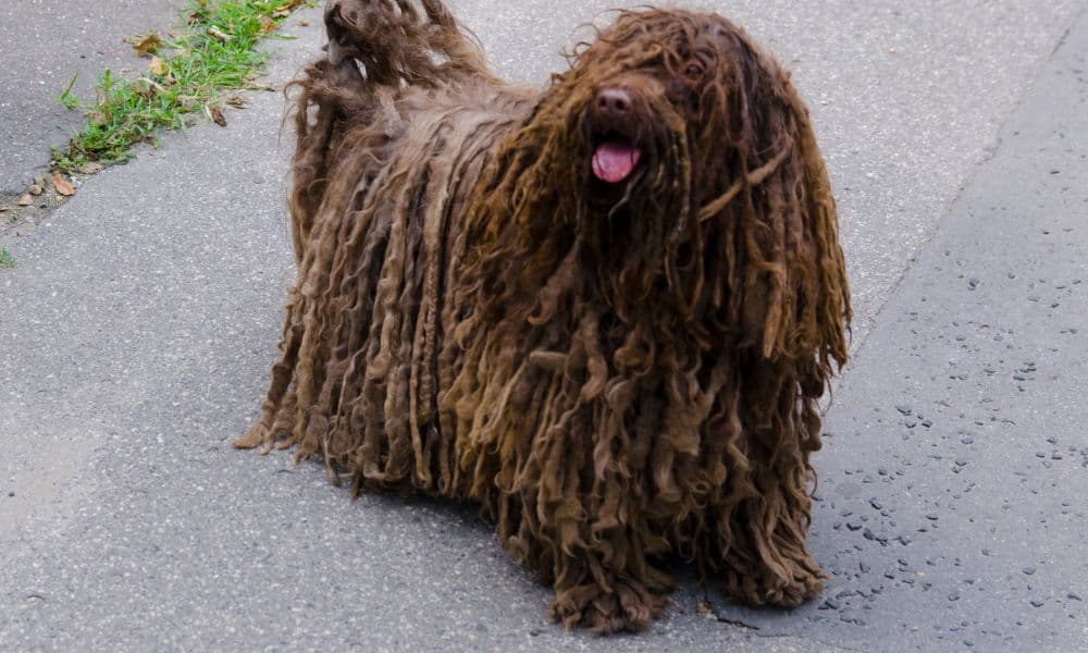 Puli im Rassen-Porträt (Mit Bildern & Informationen)