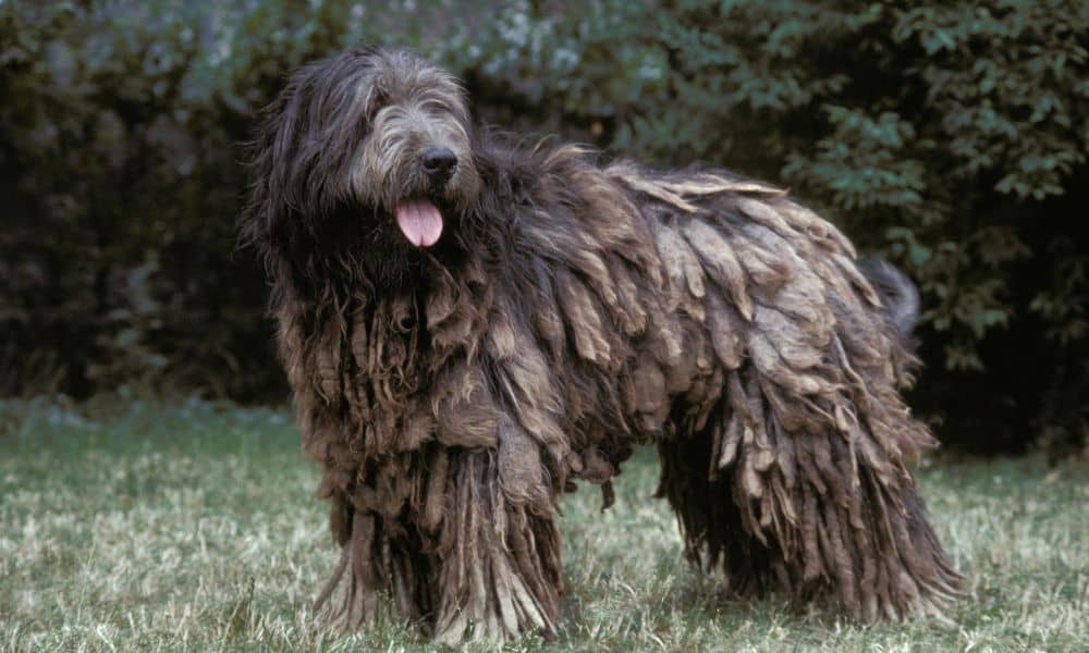 Puli im Rassen-Porträt (Mit Bildern & Informationen)