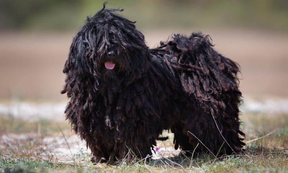 Puli im Rassen-Porträt (Mit Bildern & Informationen)