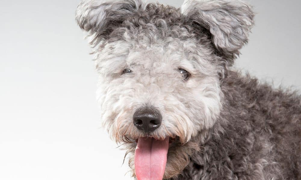 Pumi im Rassen-Porträt (Mit Bildern & Informationen)