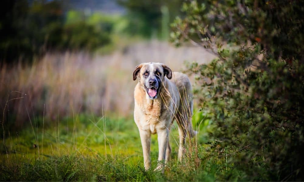 Rafeiro do Alentejo im Rassenporträt (mit Bildern und Infos)