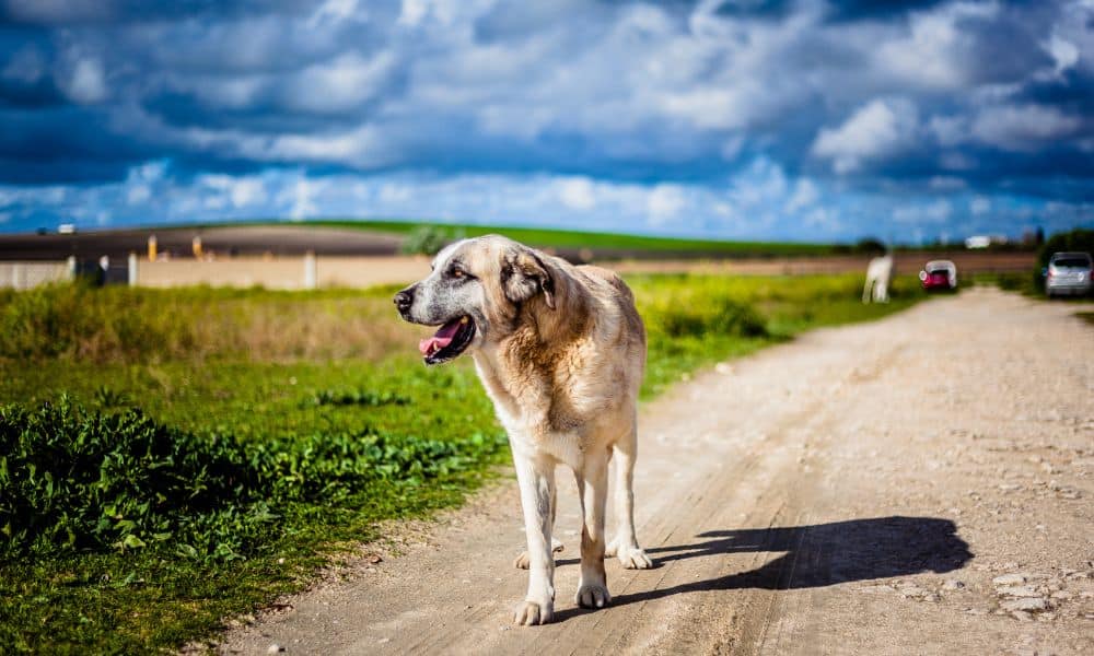 Rafeiro do Alentejo im Rassenporträt (mit Bildern und Infos)