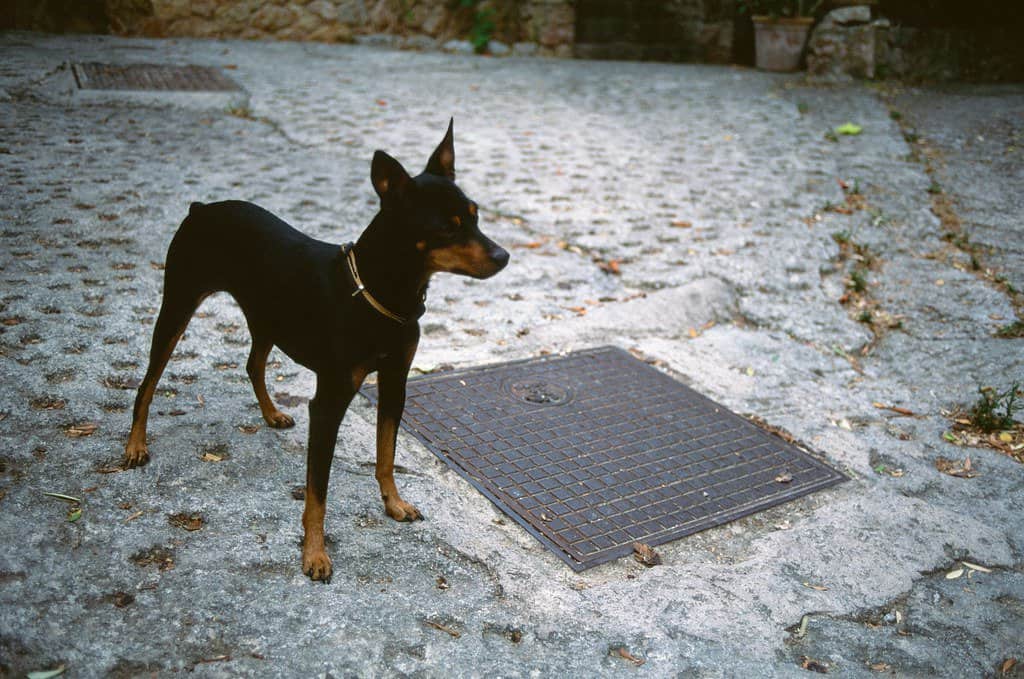 Ratonero Mallorquín im Rassenporträt (mit Bilder und Infos)