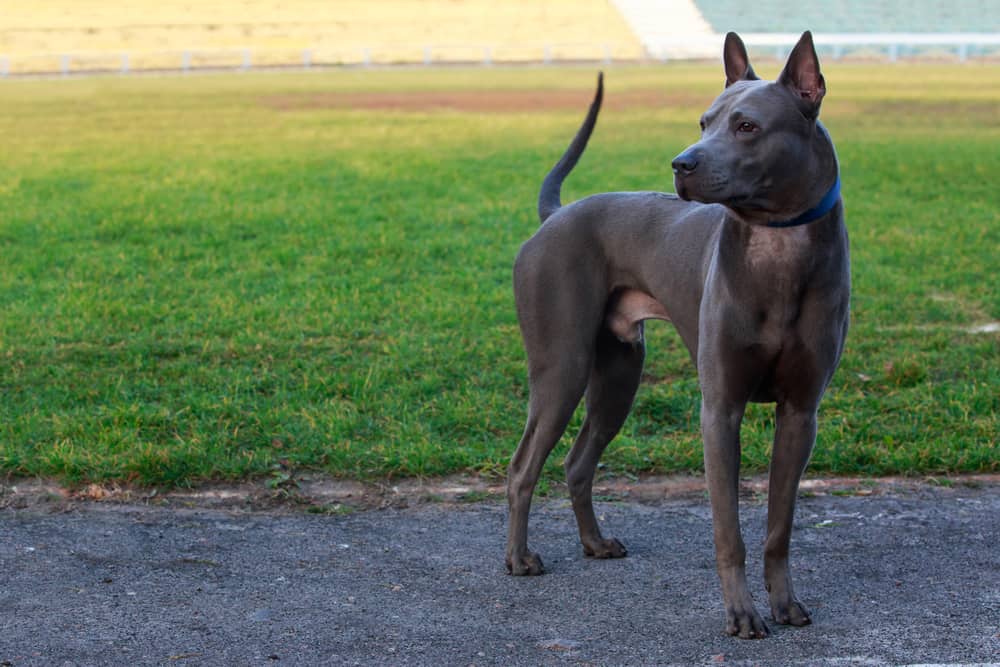 Thai Ridgeback im Rassen-Porträt (Mit Bildern & Infos)