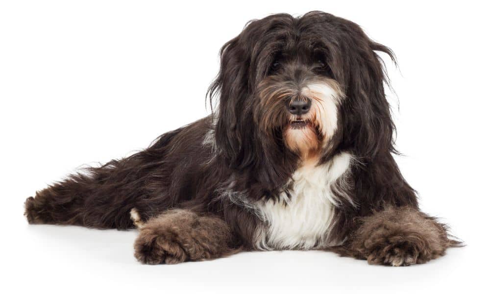 Tibet Terrier im Rassenporträt (mit Bildern & Informationen)