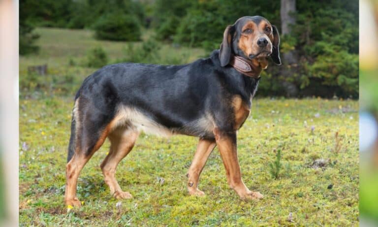 13 Weltberühmte Jagdhunderassen (Mit Bildern & Infos)