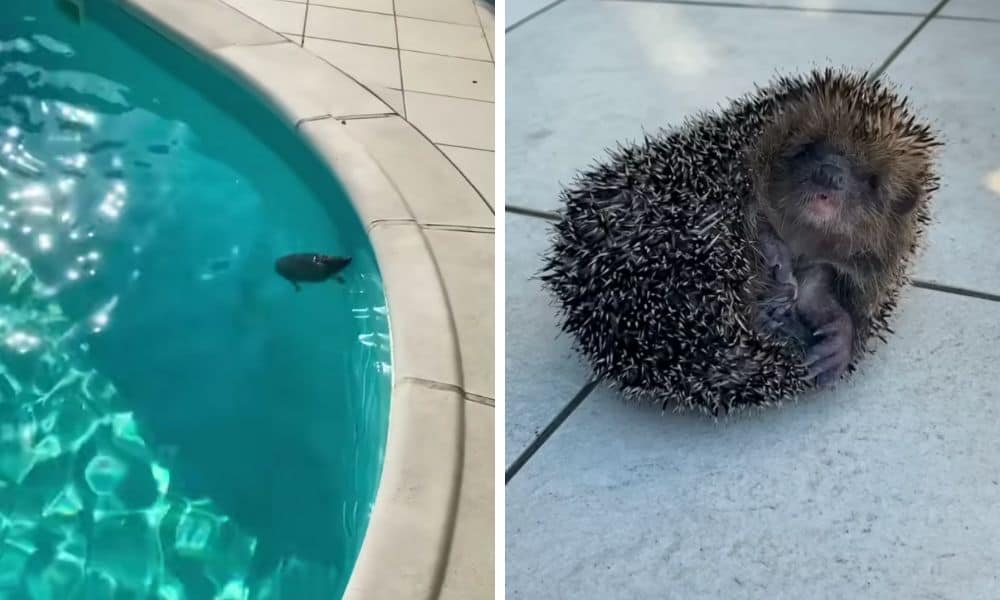 Todeskampf im Pool: Für dieses Tier gibt es keine Rettung, dann ...