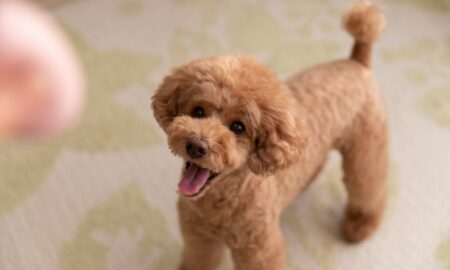 Toypudel im Rassen-Porträt (Mit Bildern & Infos)