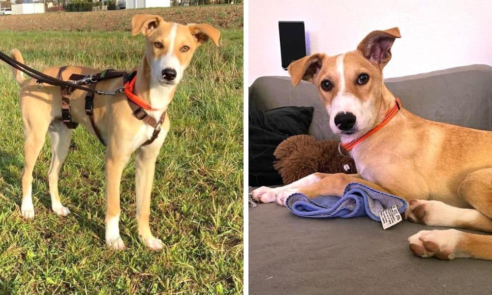 Welpe möchte ein vollwertiges Familienmitglied sein - Gibst du dem ...