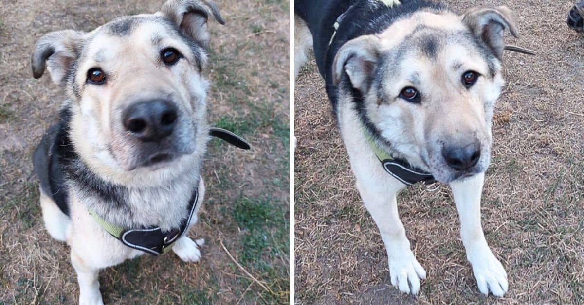 Als Welpe angeschafft, dann wurde er seinen Besitzern zu groß - Wer ...