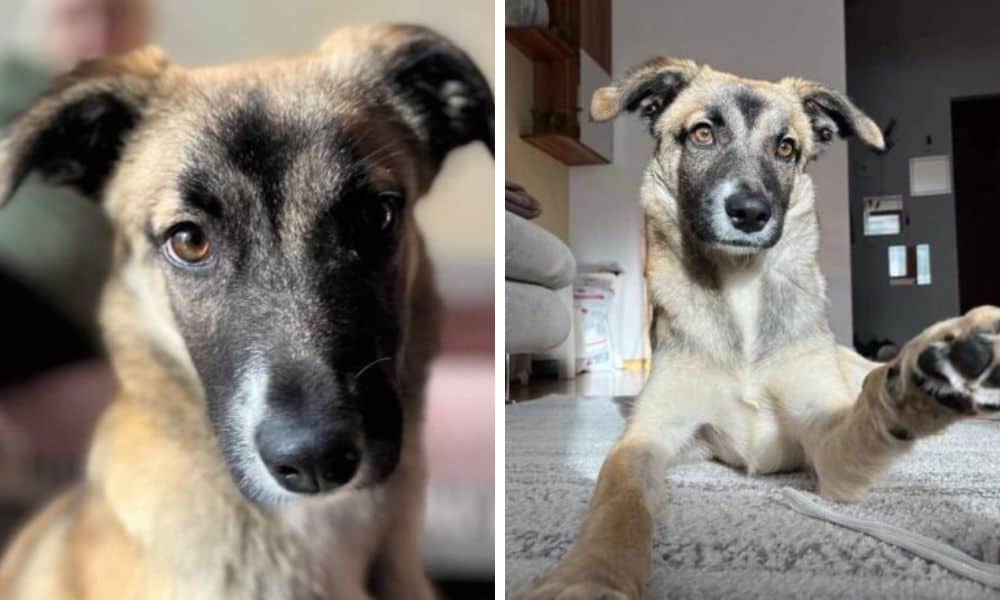 Als Welpe mit gebrochenen Beinen auf der Straße gefunden - Daisy sehnt ...