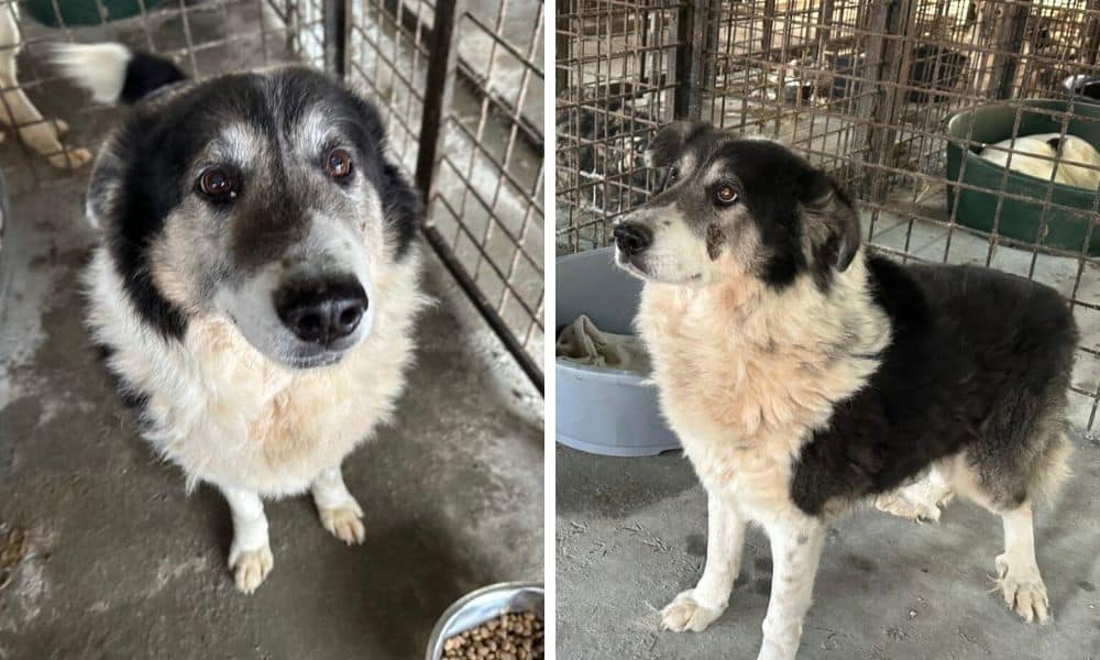 “Ein Charmeur, wie er im Buche steht” - Makaio sucht ein gemütliches ...