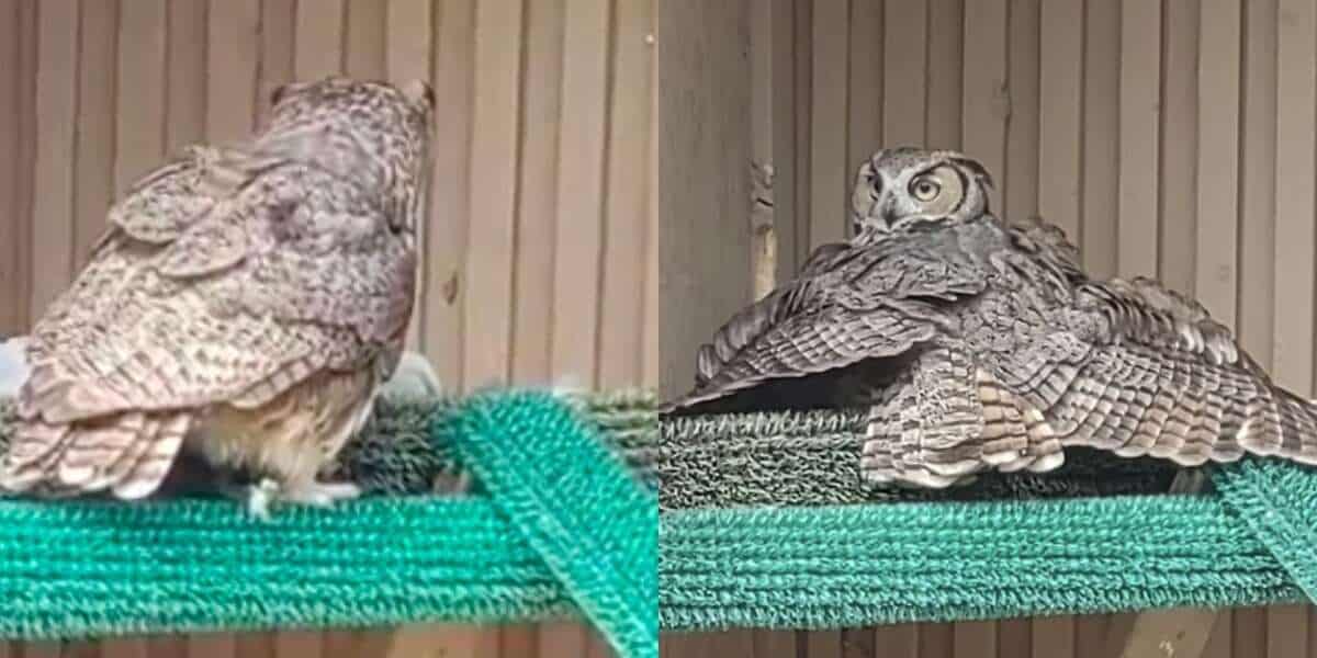 Eule kann keine Eier ausbrüten: Was sie eines Tages in ihrem Nest ...