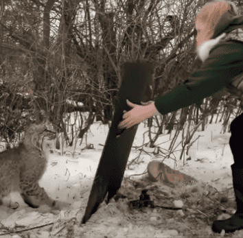 Luchs steckt mit Pfote in einer Falle - Mit diesem genialen Trick ...