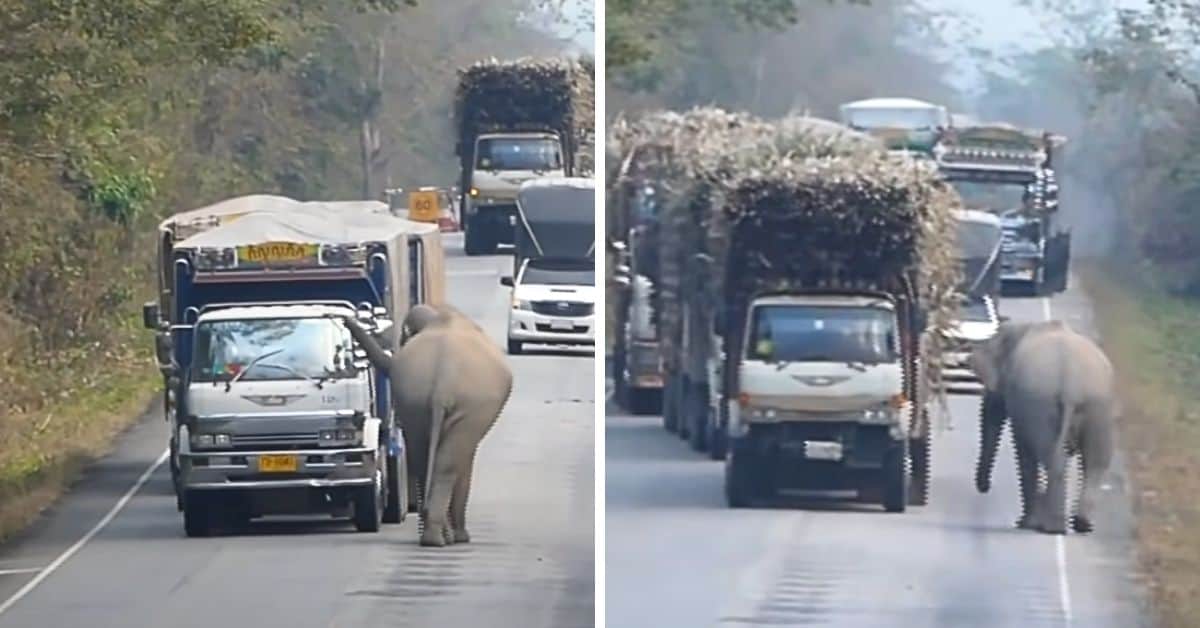 Unglaublich: Hier bringt ein Elefant eine ganze Straße zum Erliegen, um ...