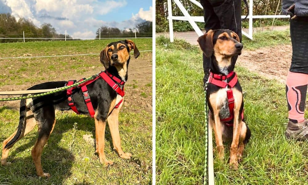 Ruhige Begleiterin mit großem Herzen - Welpe Margo sucht eine ...