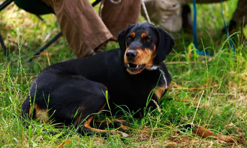 Slovensky Kopov im Rassen-Porträt (Mit Bildern)